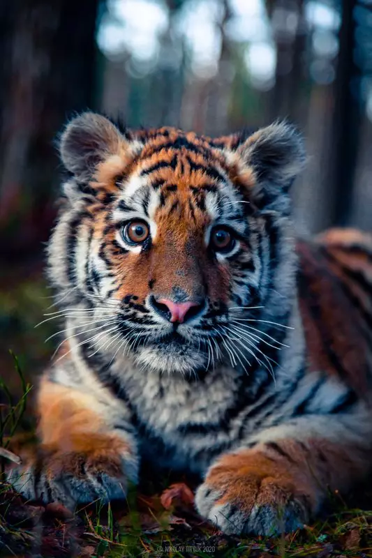 I-ussuri tigering nezinye izithombe zesonto
