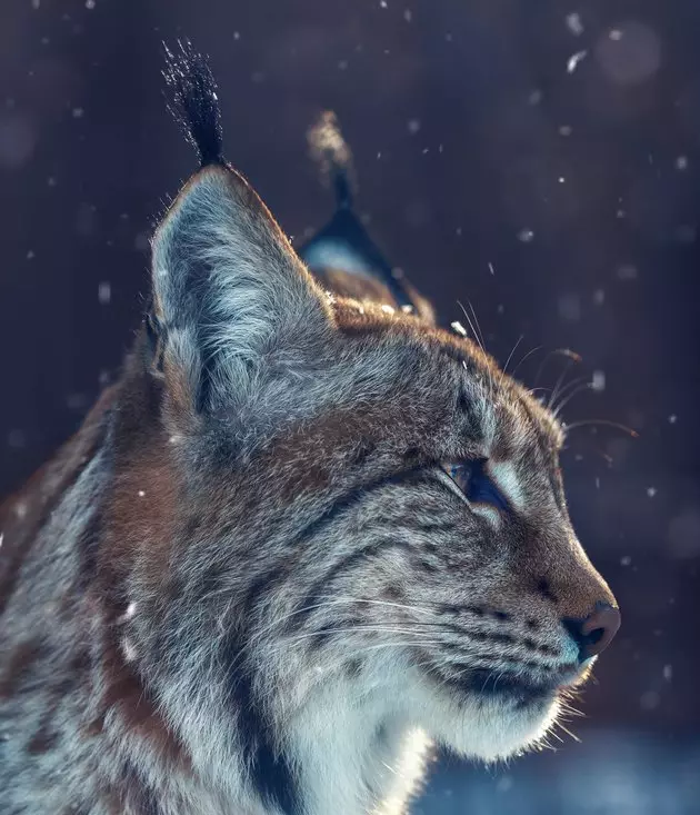 Lynx.jpg।