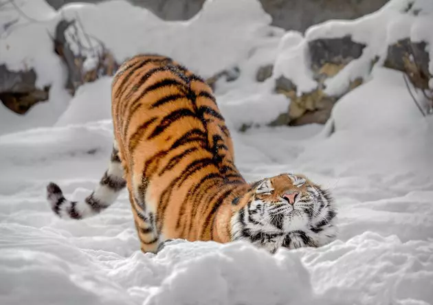 tigress.jpg ။