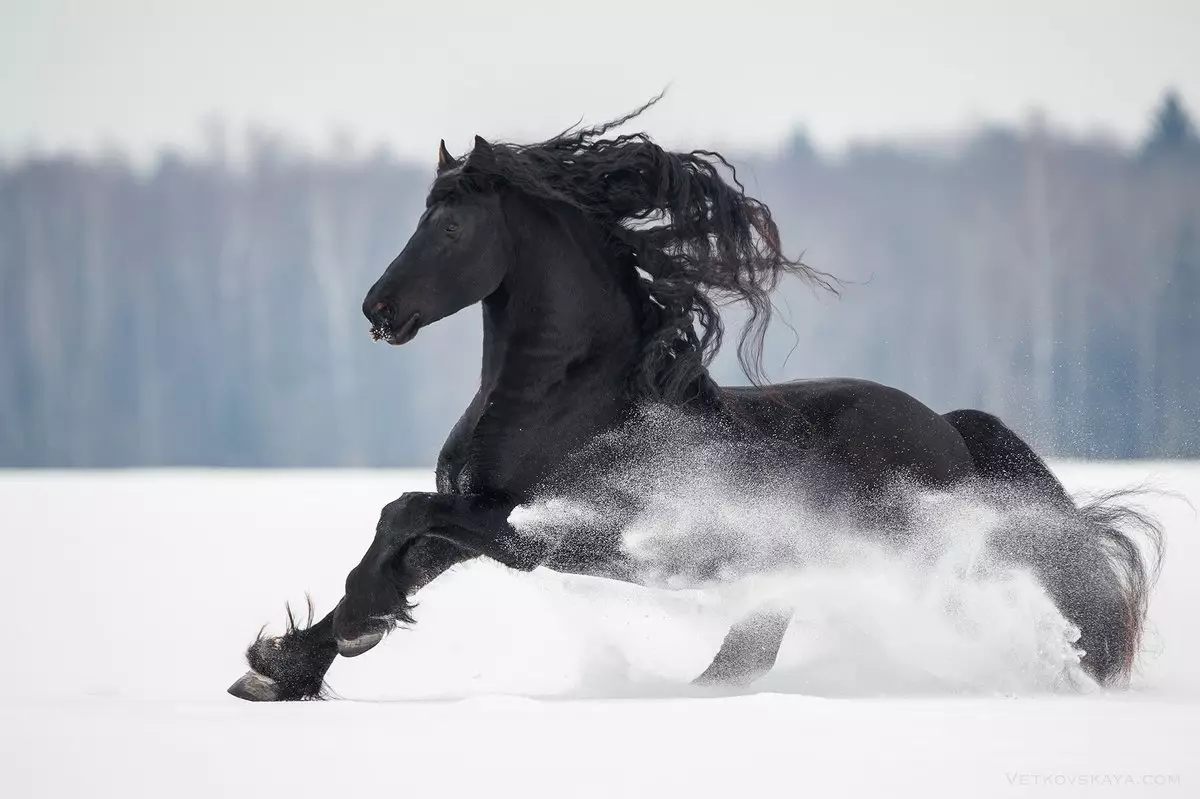 Ձիեր շրջանակում. 15 ձիերի հիանալի նկարներ