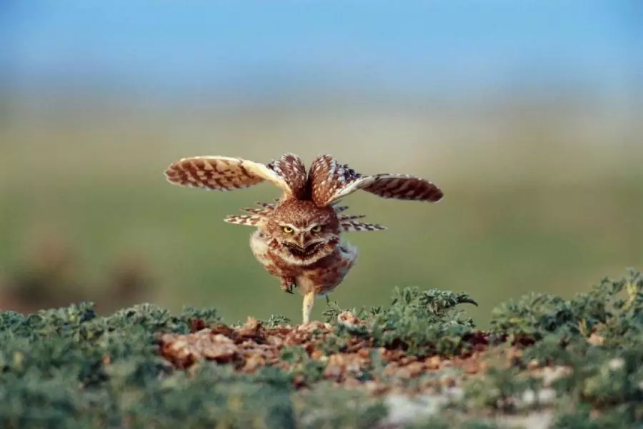 My house - Prairie