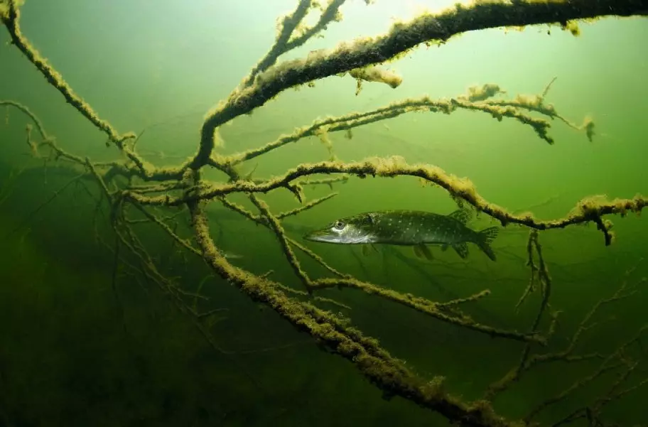 Pikes, Pita und Fernsehen. Bewundern Sie die Bilder des Unterwasserfotografen, der auf der "goldenen Schildkröte" besiegt hat!