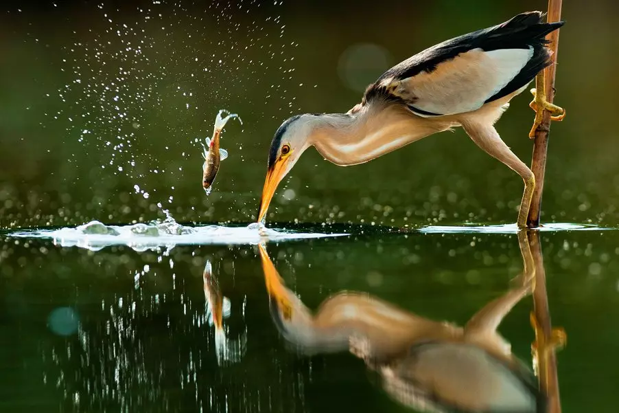 Nunha lingua de aves