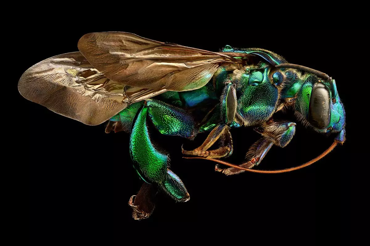 Microsculpture: insekata portreta od 8000 slika