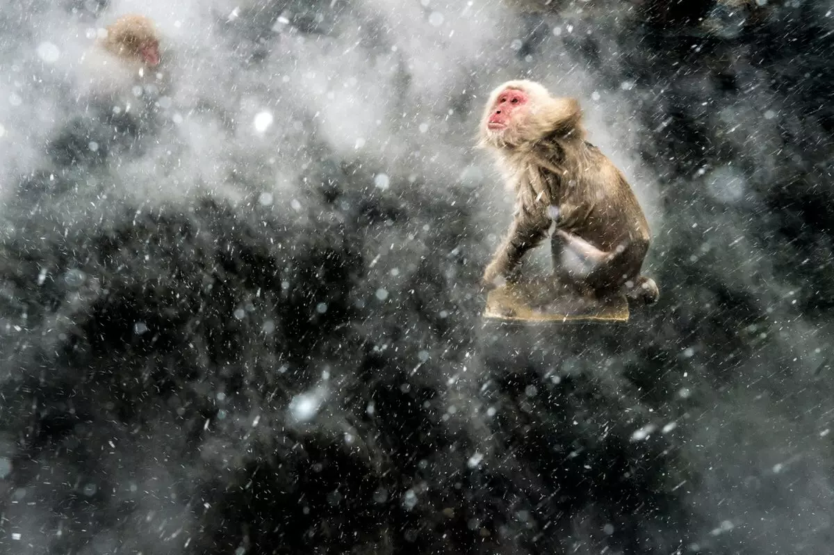 photomaster: Snowy မျောက်များ