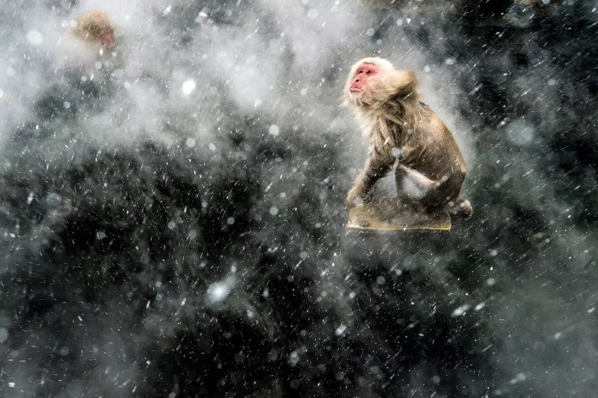 Photomaster: Snowy Monkeys