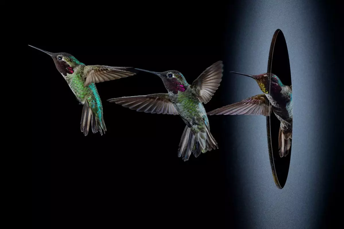Miracels op 'e beurten: Hummingbird Flecht 18145_5