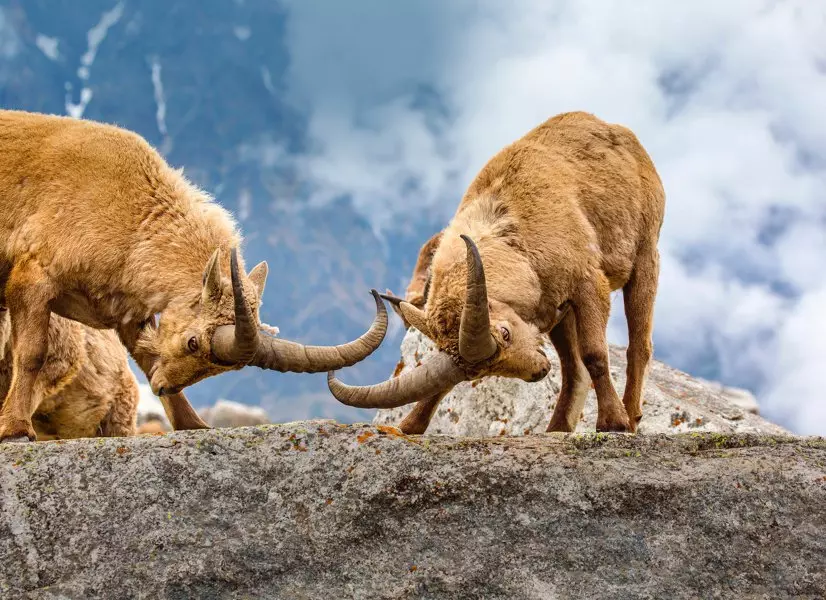 Alte intenzioni: zoccoli di montagna della Russia