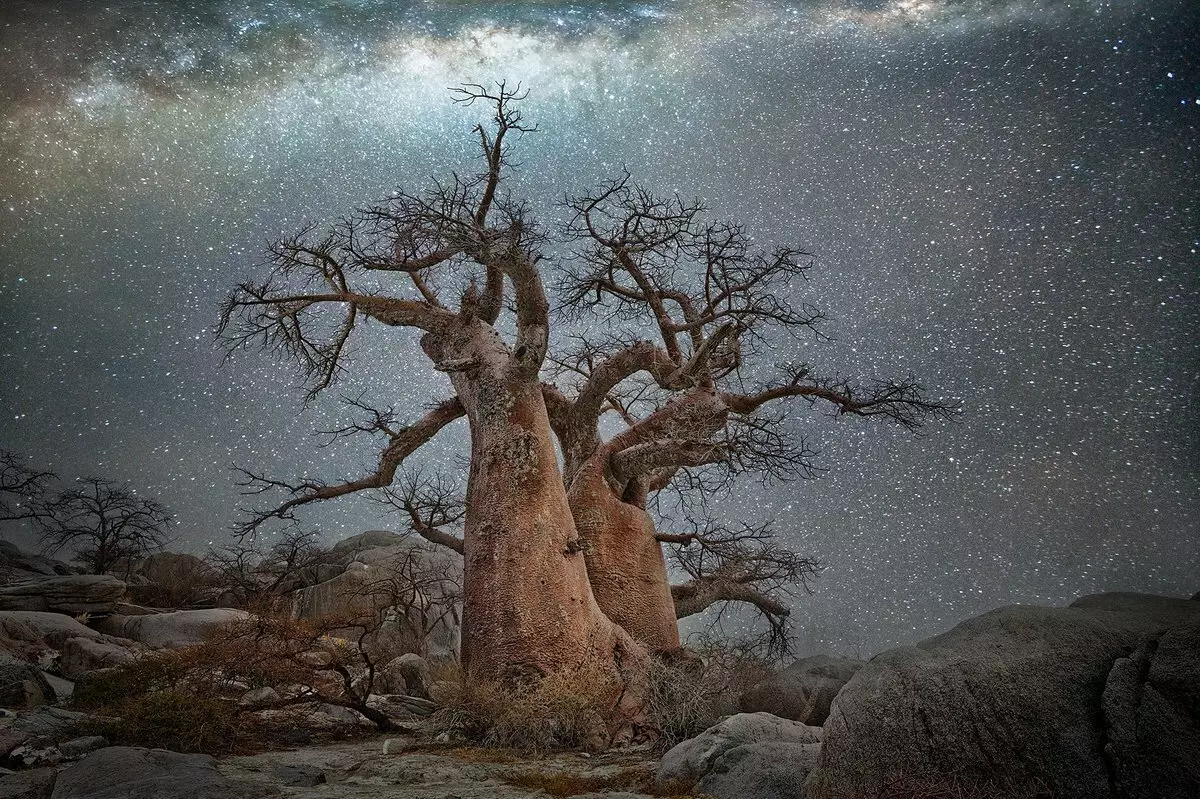 Pokok-pokok tertua di bumi di latar belakang bintang-bintang: projek foto "Diamond Nights"
