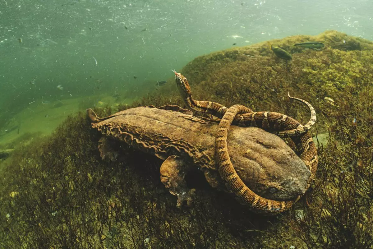 Foto Journal: Kehidupan rapuh di perairan segar