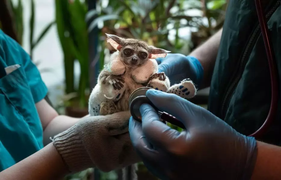 Ukuhlukaniswa kwe-zoo yaseMoscow ezithombeni