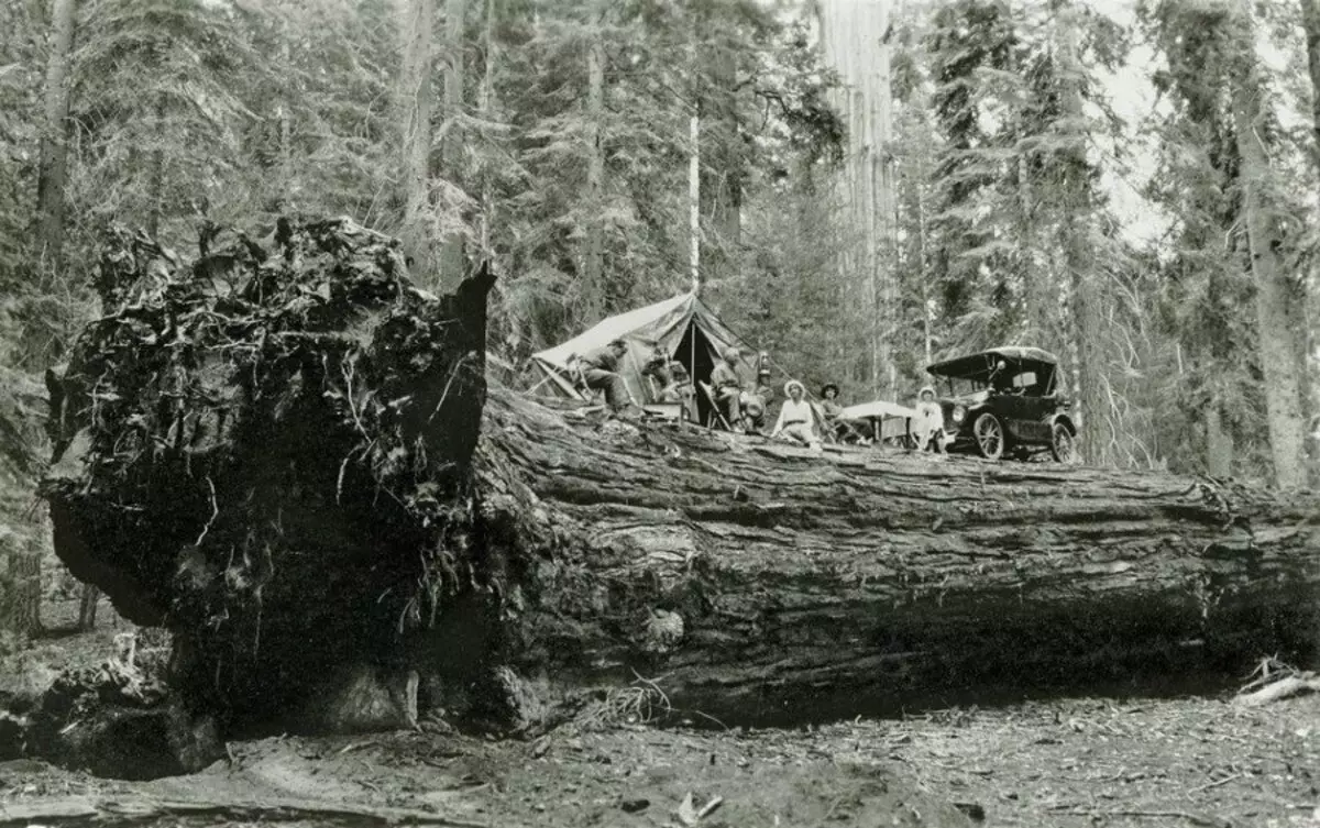Жупни дрво: Фотографија са архиве