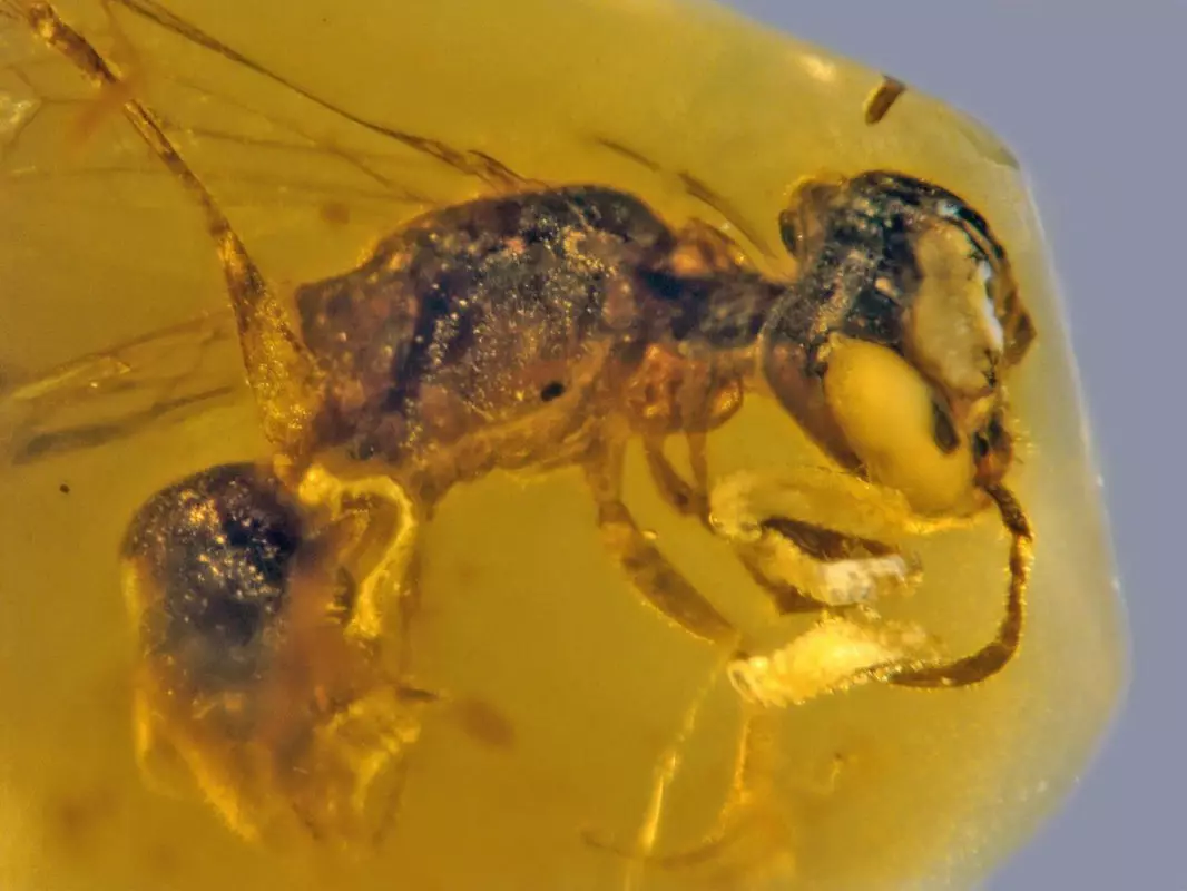 Ще не бджола, вже не оса: в бурштині виявили незвичайне комаха