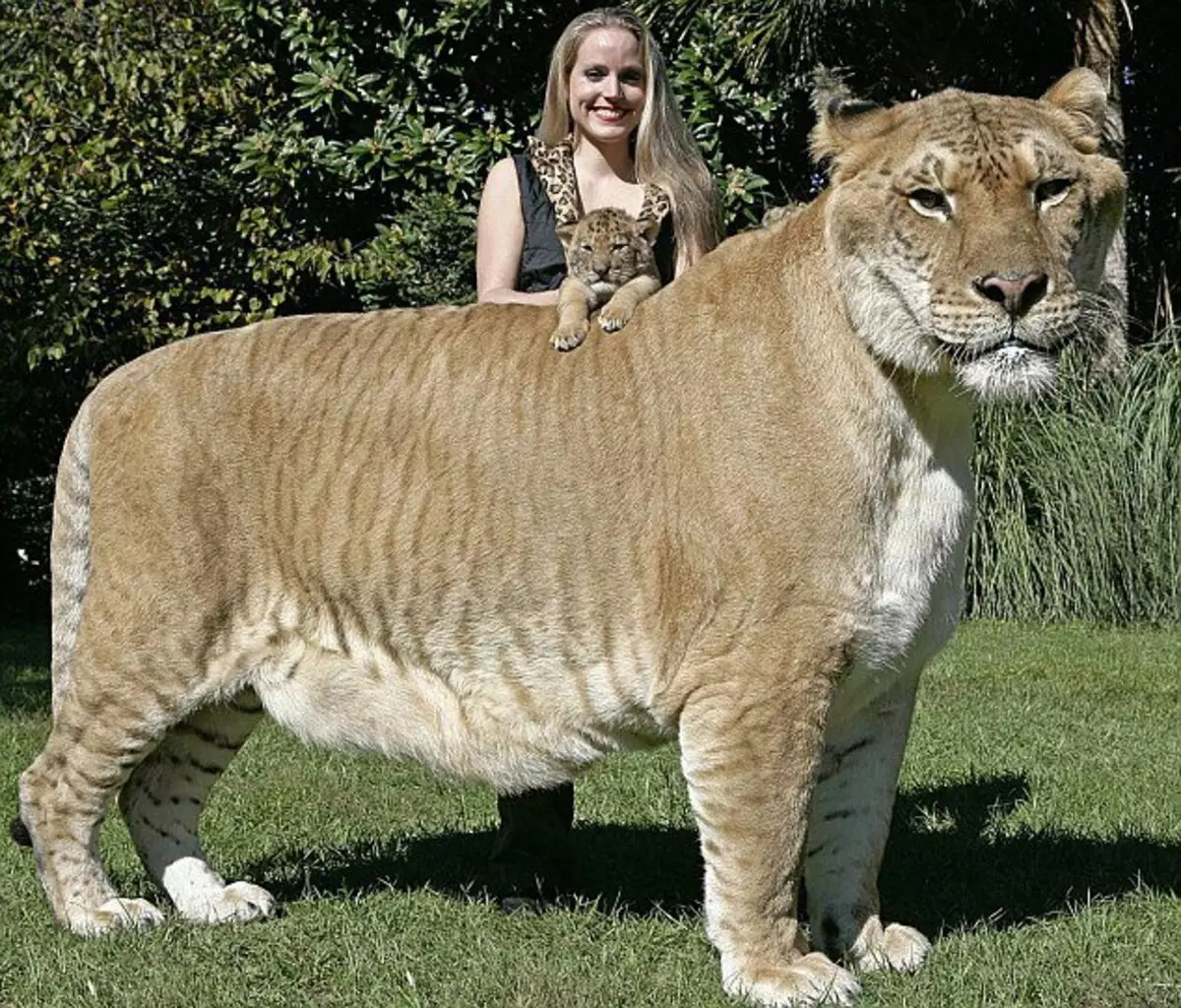 Лигр: найбільша кішка