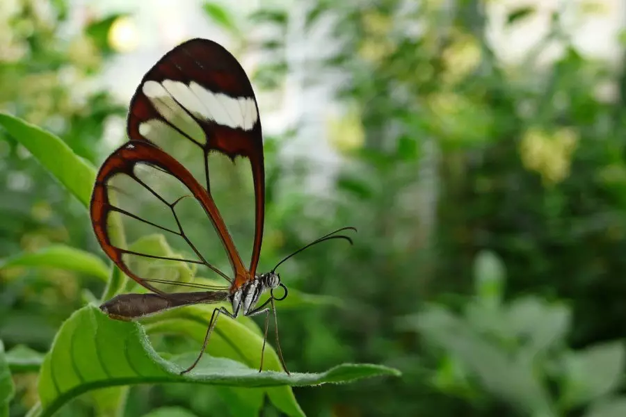 Glass butterfly