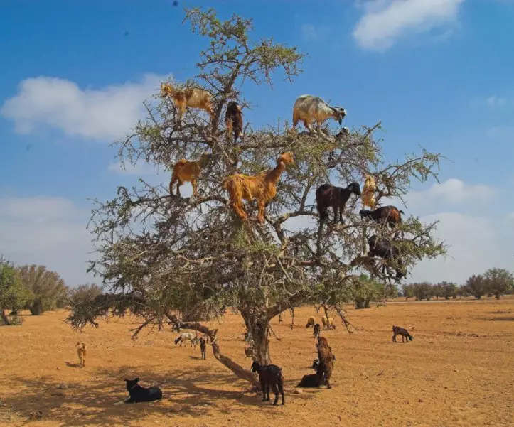 Kambing di atas pokok