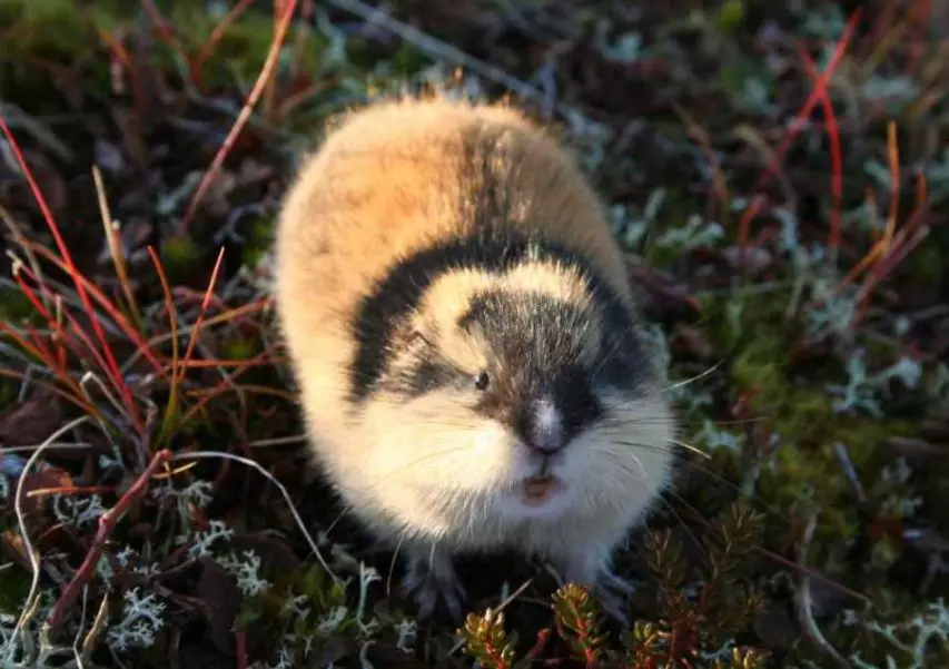 Goðsögn um Lemmings.