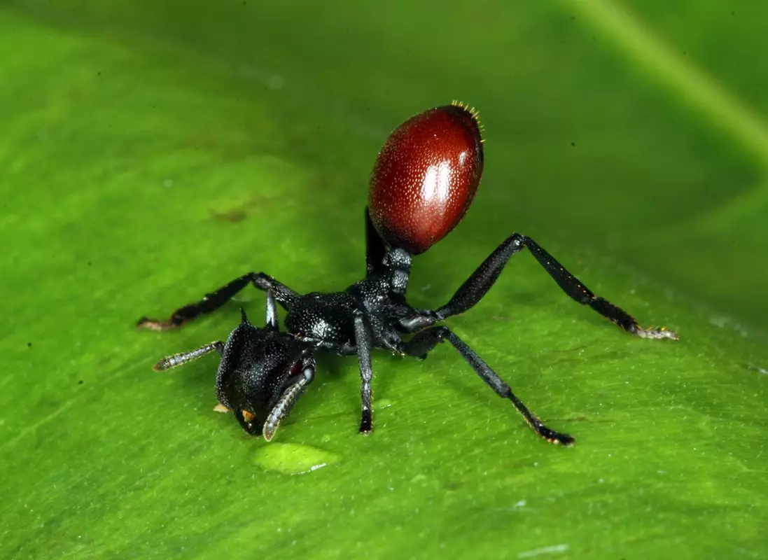 Jak se dřevo mravenci stávají bobule