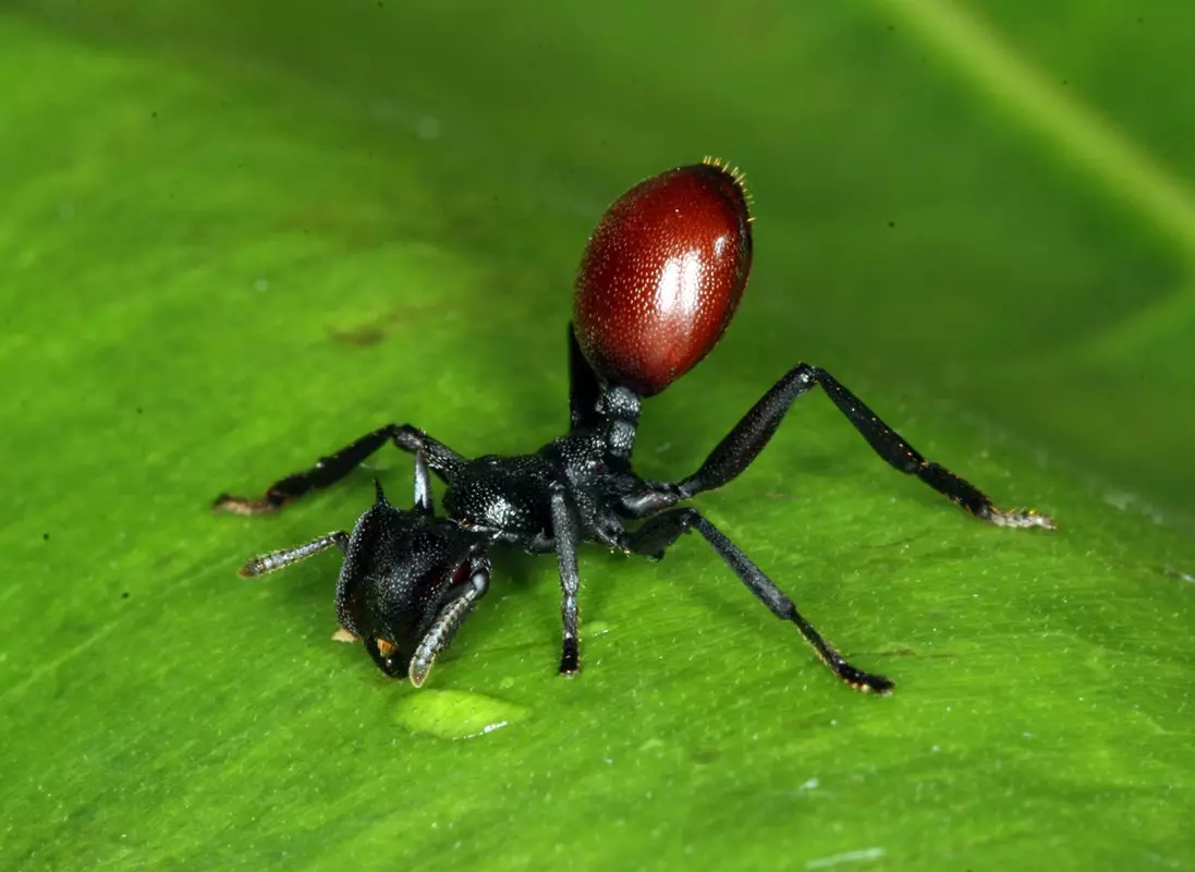 Paano ang mga ants ng kahoy ay nagiging berries.