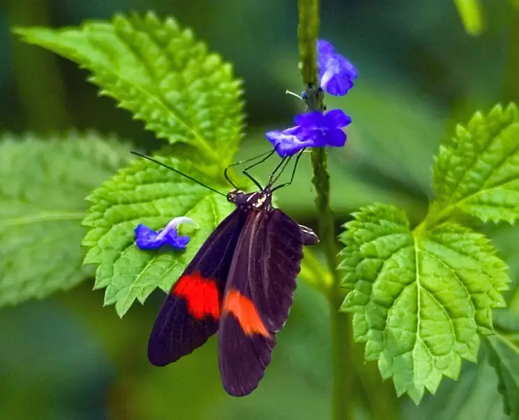 Kolektibong gabi ng butterflies.