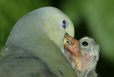 Leche de aves actual