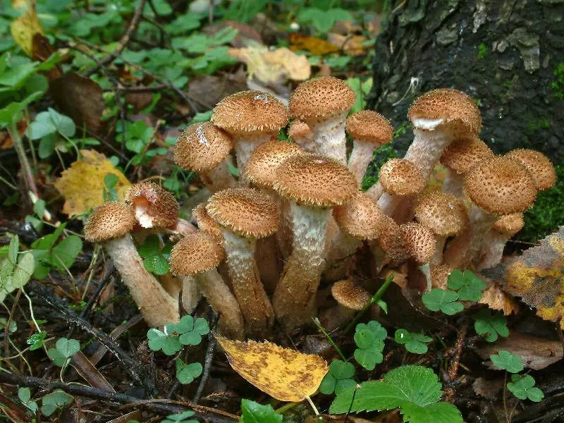 Giant gikan sa Oregon