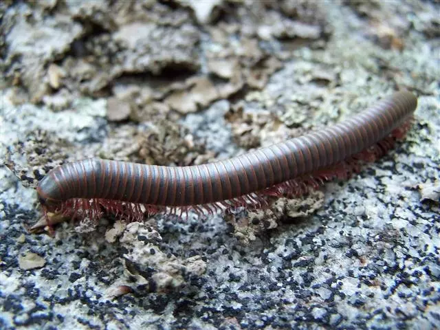 ಅಂಕಗಣಿತದ ಮಲ್ಟಿಯೋನಿಜ