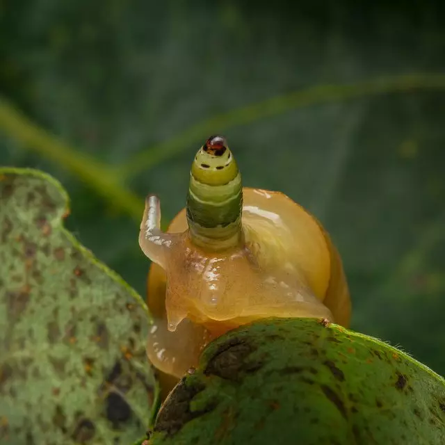 ಸ್ನೇಲ್ ಸೋಮಾರಿಗಳನ್ನು