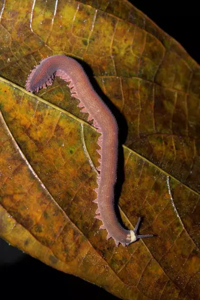 Velvet Worms.