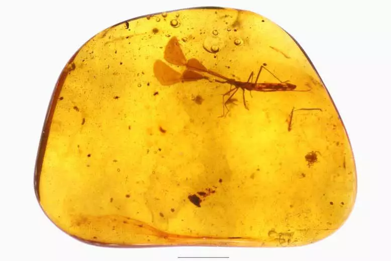 प्राचीन समावेशामध्ये, त्यांना प्रचंड विचित्र विचित्र अँटेना एक कीटक सापडला