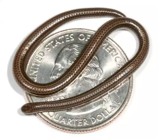 Serpent minuscule
