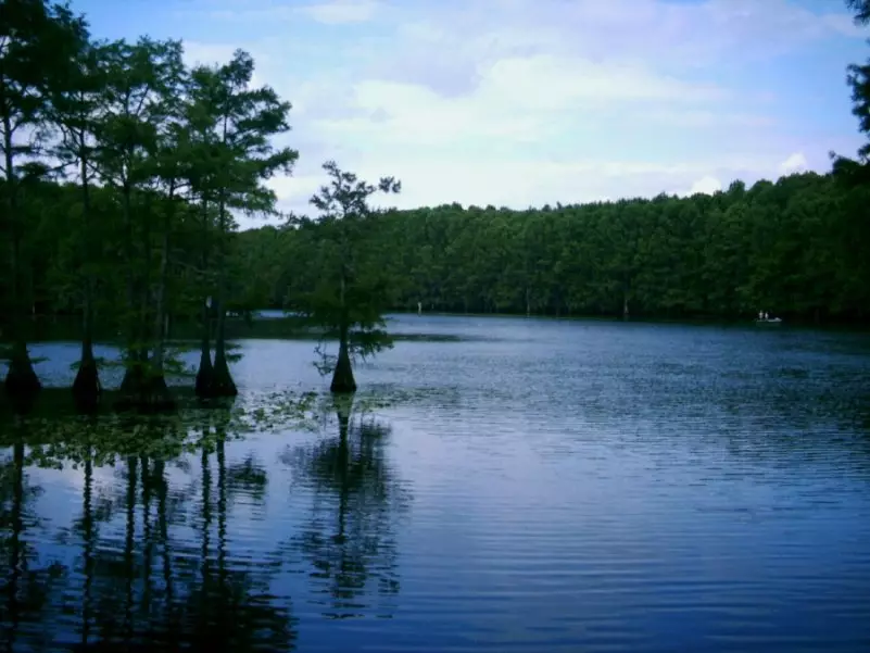 Hutan cypress terbesar