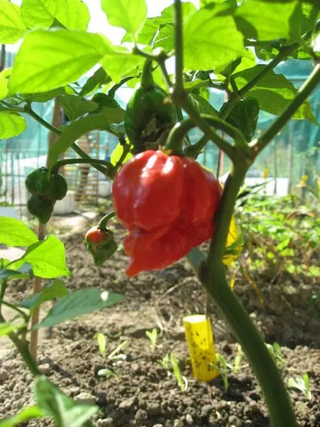 Iyo yakanyanya kunaka pepper