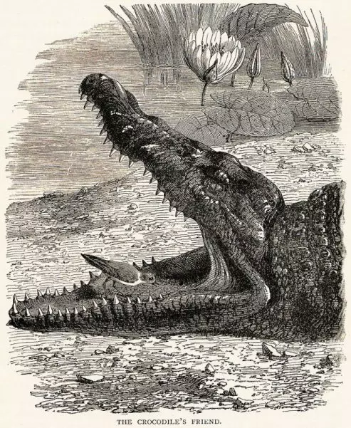 Crocodili dentist