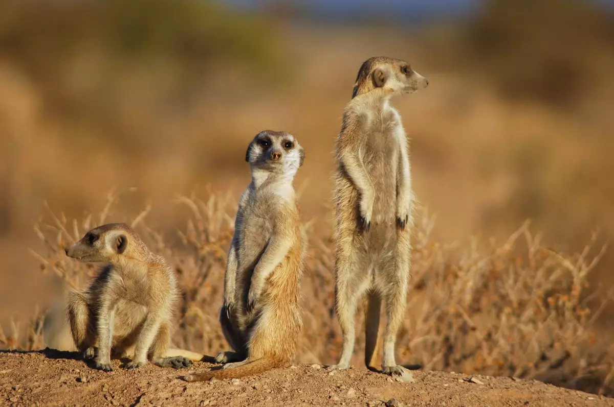 রোড ট্রাফিক meerkats জন্য বিধি