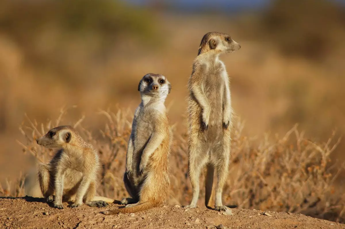 Vojaj trafikaj reguloj por meerkats