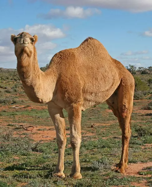 Arctic camels