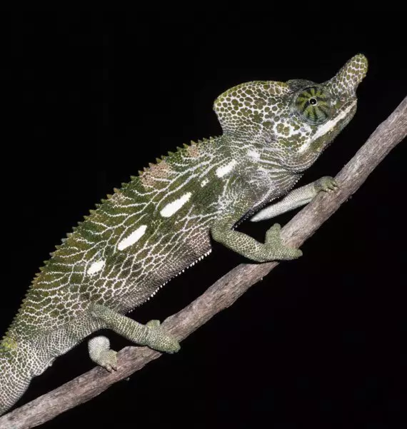 Urip cendhak Chameleon