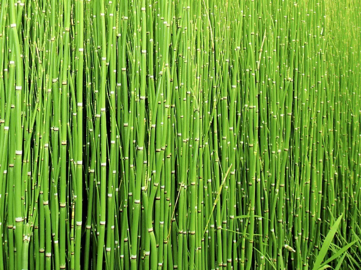 Prêle d'hiver: plante qui peut rayer le métal