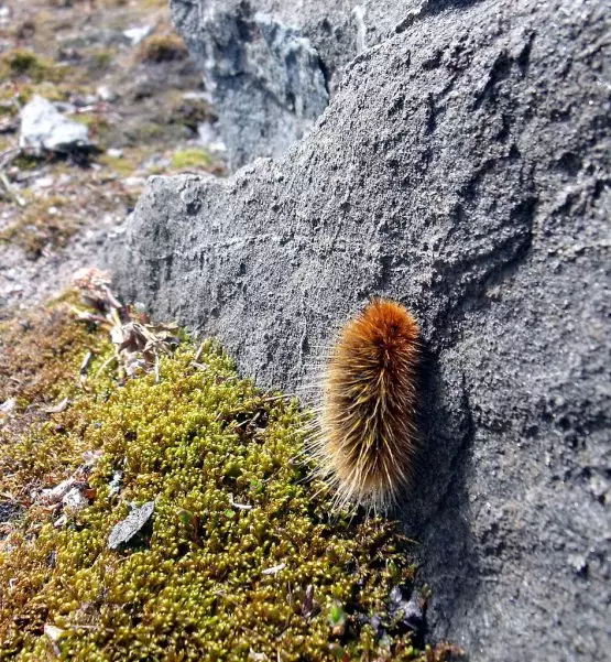 Caterpillars отпорни на мраз