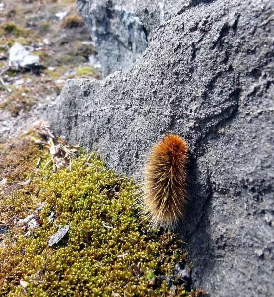 Frost davamlı caterpillars