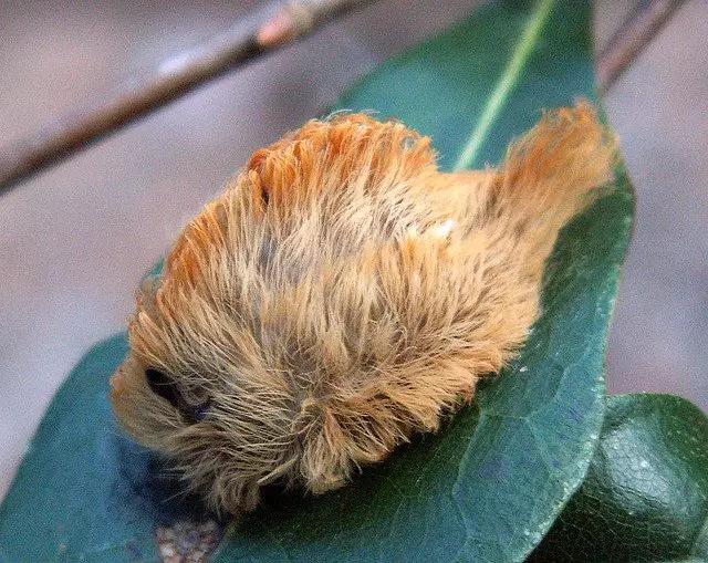 Fluffy Caterpillar.