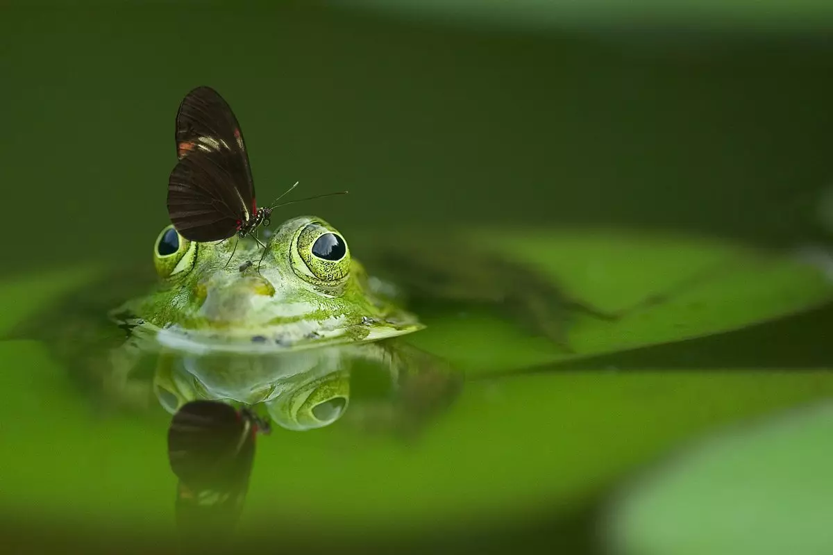 Hoxe, a cor do amor é considerada vermella. E antes de que fose verde!