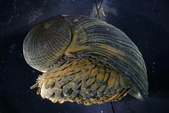 Caracol de ferro