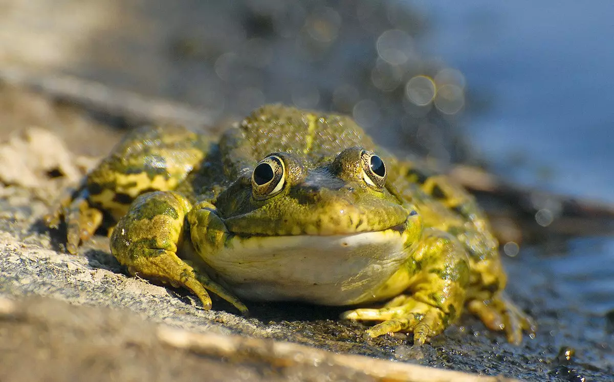 Frog-Traveler: Γιατί ακολουθούν έναν άνδρα;