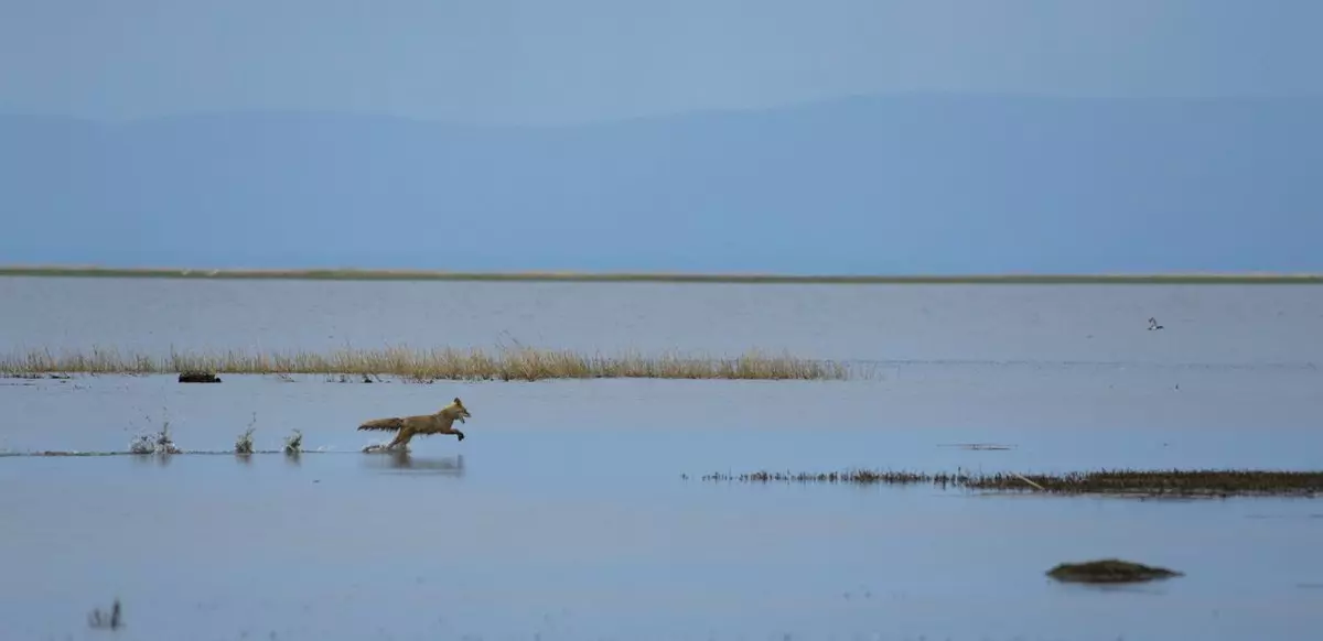 Como as aves raras se tornam vítimas de Baikal