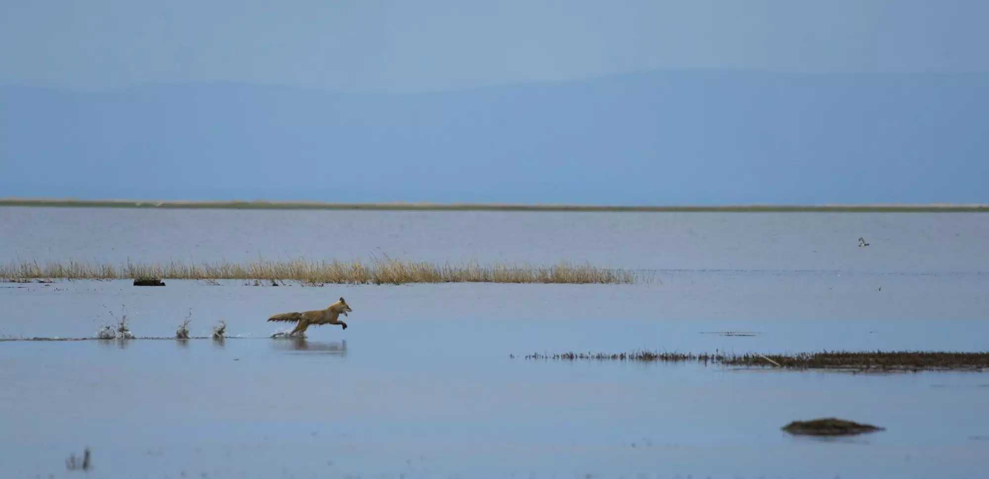 Come uccelli rari diventano vittime di Baikal