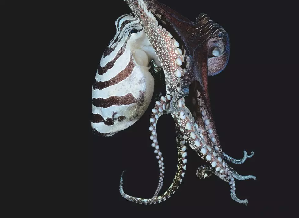 Toe to Beak: Ang ilang mga octopus ay maaaring halikan
