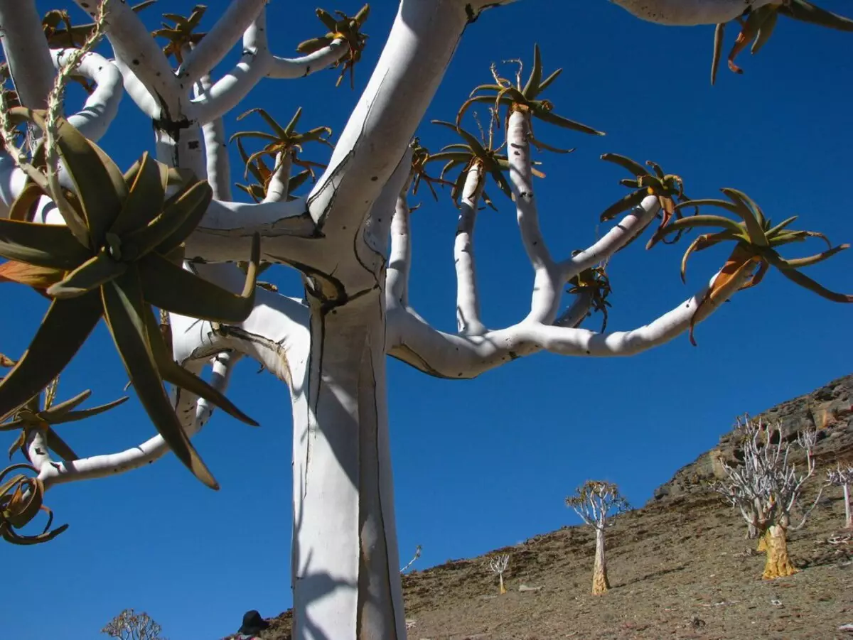 De grootste boom van de woestijn Namib