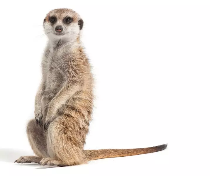 Meerkats ప్రపంచంలో ప్రేమ మరియు అభిరుచి: బరువు లో ఒక ప్రయోజనం